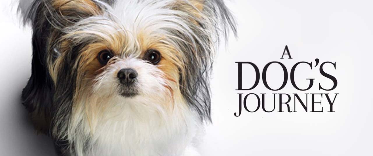 A Dogs Journey Movie (2019) in | Release Date, Showtimes & Ticket ...